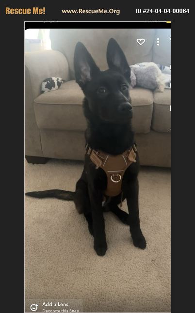 ADOPT 24040400064 ~ Belgian Malinois Rescue ~ Indianapolis, IN