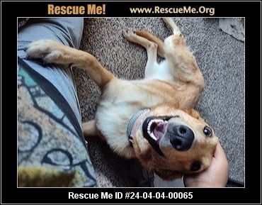 - Nebraska Dog Rescue - ADOPTIONS - Rescue Me!