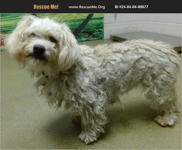 ADOPT 24040400077 ~ Poodle Rescue ~ Moreno Valley, CA