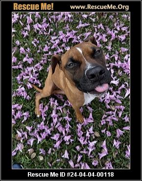 - Florida Boxer Rescue - ADOPTIONS - Rescue Me!