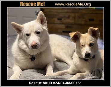 - Indiana Dog Rescue - ADOPTIONS - Rescue Me!