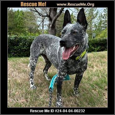 - Alabama Dog Rescue - ADOPTIONS - Rescue Me!