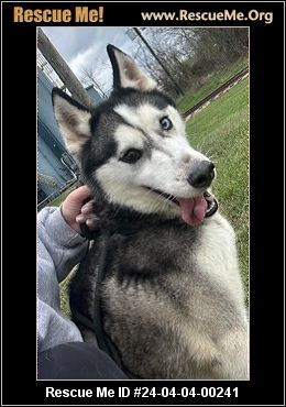 - Ohio Siberian Husky Rescue - ADOPTIONS - Rescue Me!
