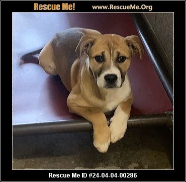 - Oklahoma Dog Rescue - ADOPTIONS - Rescue Me!