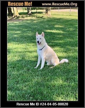 - Ohio Siberian Husky Rescue - ADOPTIONS - Rescue Me!