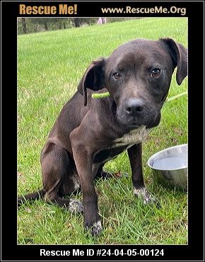 - Kentucky Dog Rescue - ADOPTIONS - Rescue Me!