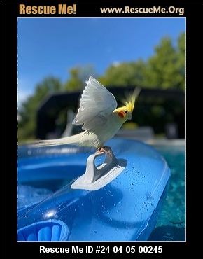 - Pennsylvania Pet Bird Rescue - ADOPTIONS - Rescue Me!