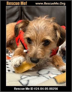 - California Border Terrier Rescue - ADOPTIONS - Rescue Me!