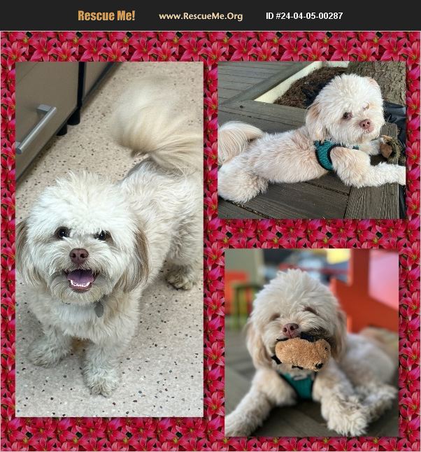 ADOPT 24040500287 ~ Lhasa Apso Rescue ~ Auburn, WA
