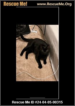 - Michigan Cat Rescue - ADOPTIONS - Rescue Me!