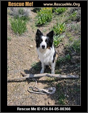- Nevada Dog Rescue - ADOPTIONS - Rescue Me!