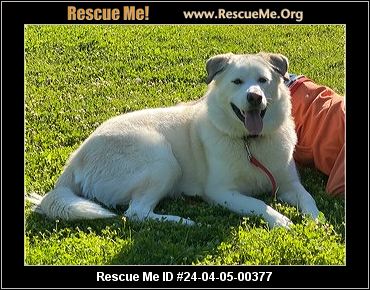 - Alaska Dog Rescue - ADOPTIONS - Rescue Me!