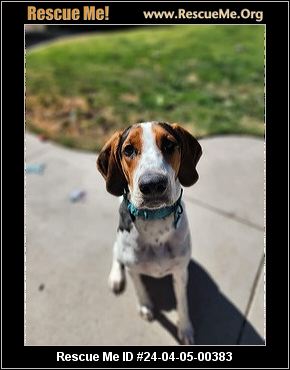 - Nevada Dog Rescue - ADOPTIONS - Rescue Me!