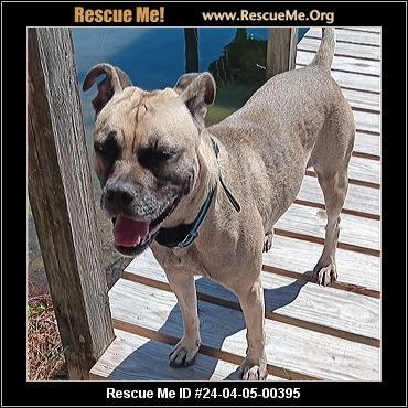 - Florida Boxer Rescue - ADOPTIONS - Rescue Me!