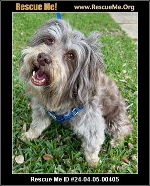 - Texas Havanese Rescue - ADOPTIONS - Rescue Me!