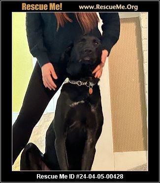 - Indiana Dog Rescue - ADOPTIONS - Rescue Me!