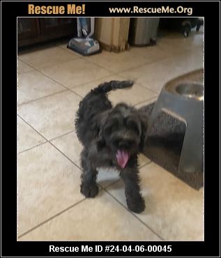 - Oklahoma Dog Rescue - ADOPTIONS - Rescue Me!