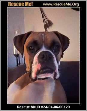 - Illinois Boxer Rescue - ADOPTIONS - Rescue Me!