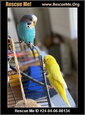 - Pennsylvania Pet Bird Rescue - ADOPTIONS - Rescue Me!