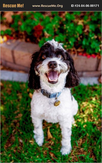 ADOPT 24040600171 ~ Cockapoo Rescue ~ Cerritos, CA