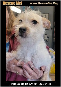 - Washington Schnauzer Rescue - ADOPTIONS - Rescue Me!