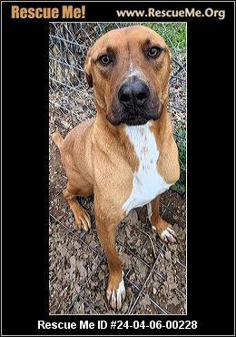 - Texas Boxer Rescue - ADOPTIONS - Rescue Me!
