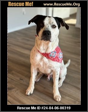 - Texas Boxer Rescue - ADOPTIONS - Rescue Me!