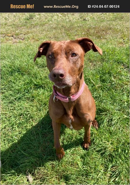 ADOPT 24040700124 ~ Rhodesian Ridgeback Rescue ~ Long Beach, WA