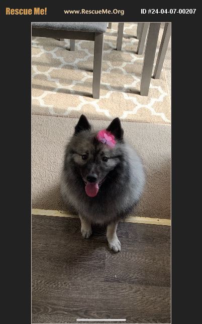 ADOPT 24040700207 ~ Keeshond Rescue ~ Mount joy, PA