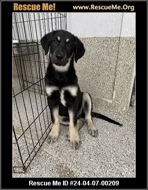 - Delaware Dog Rescue - ADOPTIONS - Rescue Me!