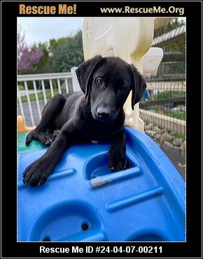 - Delaware Dog Rescue - ADOPTIONS - Rescue Me!