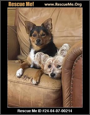 - Florida Miniature Pinscher Rescue - ADOPTIONS - Rescue Me!