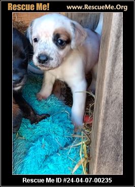 - Alabama Dog Rescue - ADOPTIONS - Rescue Me!