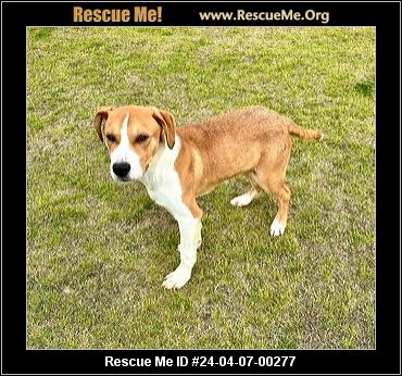 - Georgia Dog Rescue - ADOPTIONS - Rescue Me!