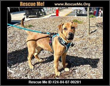 - Georgia Dog Rescue - ADOPTIONS - Rescue Me!