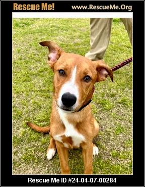 - Georgia Dog Rescue - ADOPTIONS - Rescue Me!