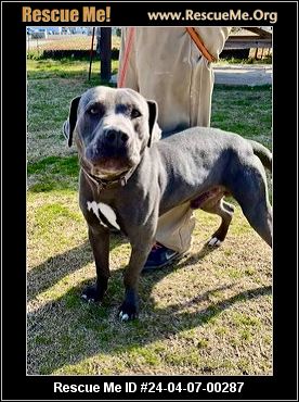 - Georgia Dog Rescue - ADOPTIONS - Rescue Me!