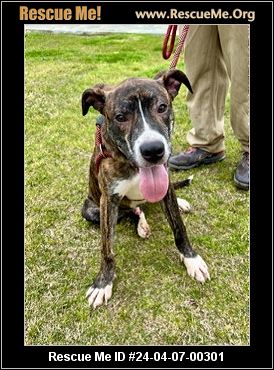 - Georgia Dog Rescue - ADOPTIONS - Rescue Me!