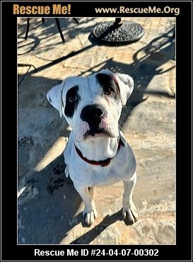 - Georgia Dog Rescue - ADOPTIONS - Rescue Me!