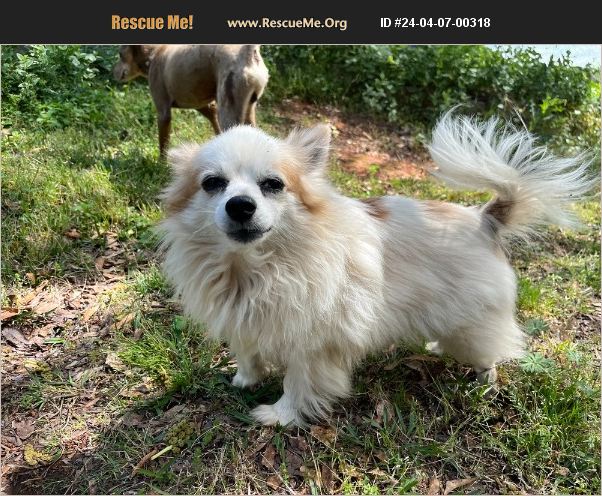 ADOPT 24040700318 ~ Pomeranian Rescue ~ Jackson, GA