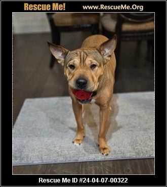 - Idaho Dog Rescue - ADOPTIONS - Rescue Me!