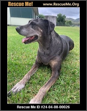 - Australia Dog Rescue - ADOPTIONS - Rescue Me!
