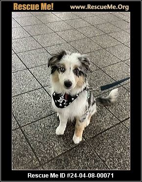 - New York Border Collie Rescue - ADOPTIONS - Rescue Me!