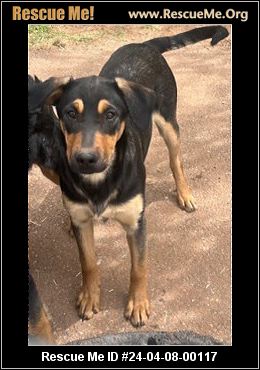 - Oklahoma Dog Rescue - ADOPTIONS - Rescue Me!