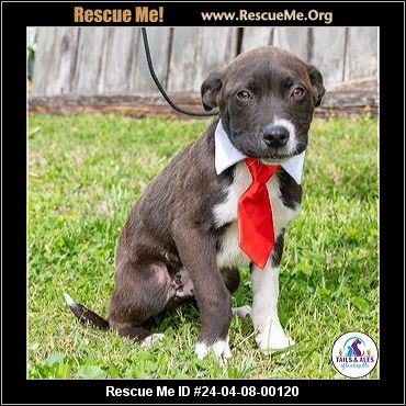 - Alabama Dog Rescue - ADOPTIONS - Rescue Me!