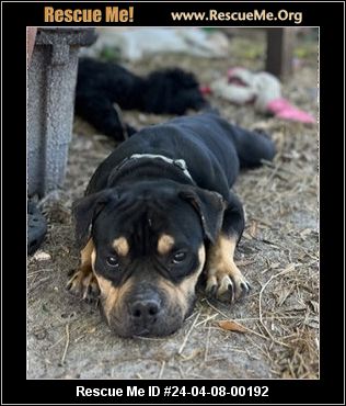 - Georgia Dog Rescue - ADOPTIONS - Rescue Me!