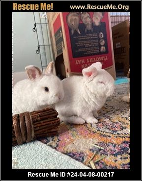 - California Rabbit Rescue - ADOPTIONS - Rescue Me!