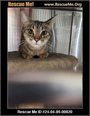 - Michigan Cat Rescue - ADOPTIONS - Rescue Me!