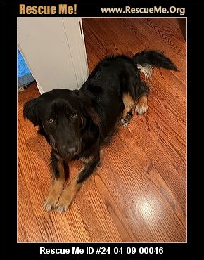 - New Jersey Dog Rescue - ADOPTIONS - Rescue Me!