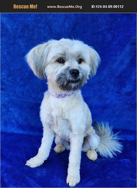 ADOPT 24040900112 ~ Lhasa Apso Rescue ~ Mecklenburg County, NC